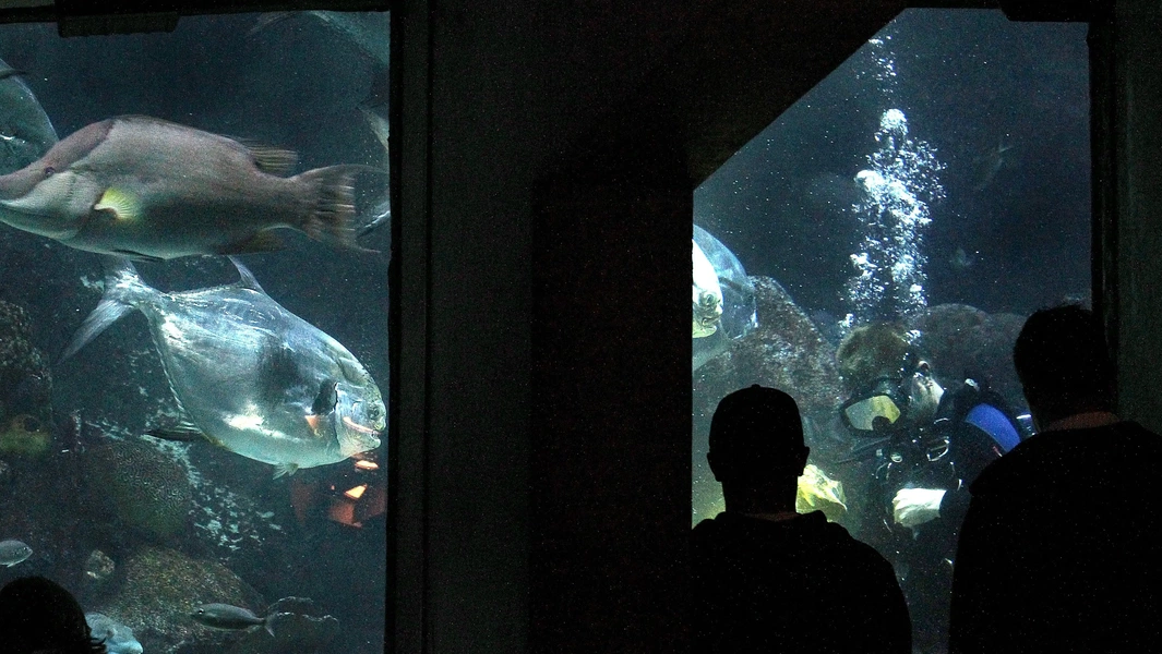 New England Aquarium raises most fish in-house to protect wild stocks