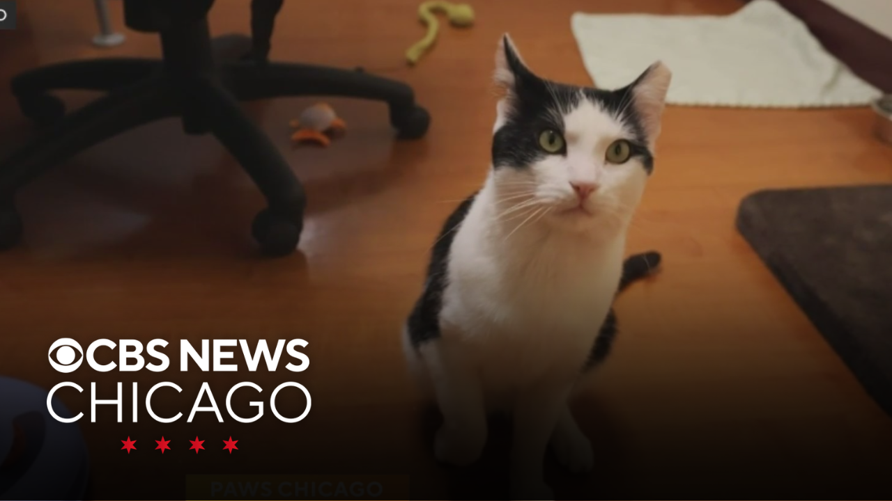 Meet the PAWS pet of the week