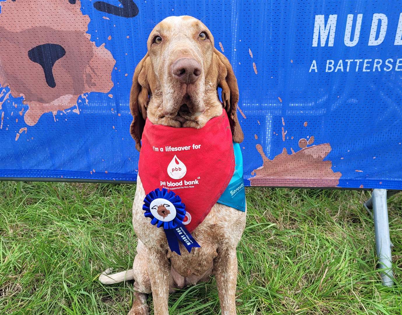 Kent’s highest dog blood donor from Upchurch to retire after seven years