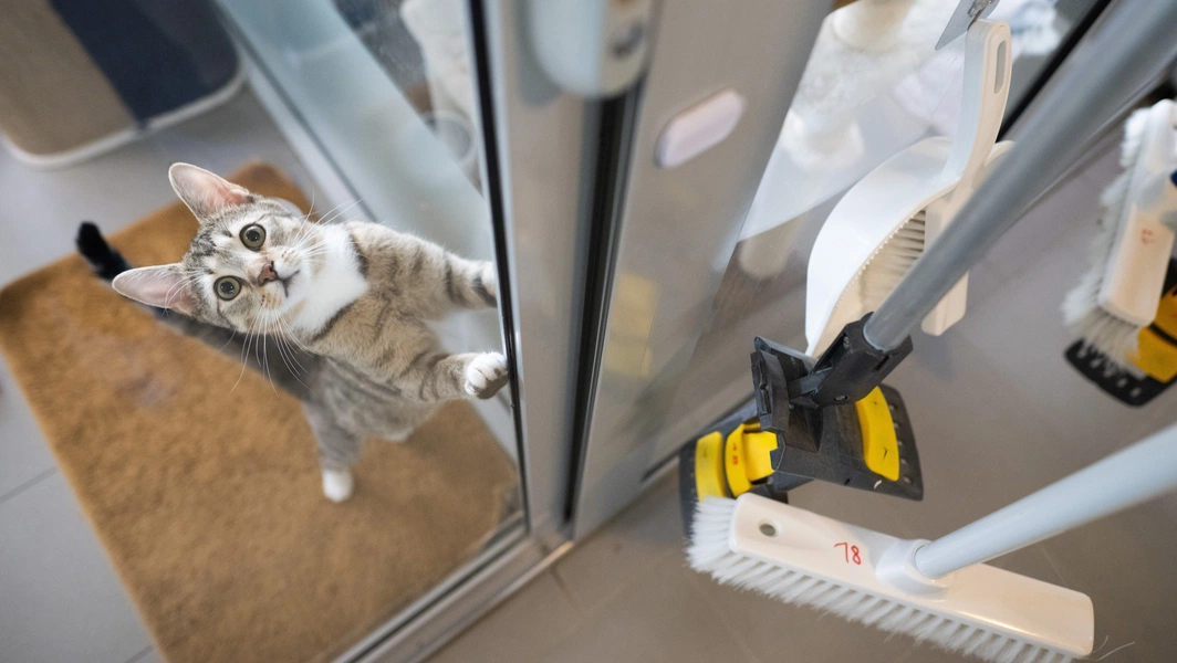 Reducing stress for healthier indoor cats