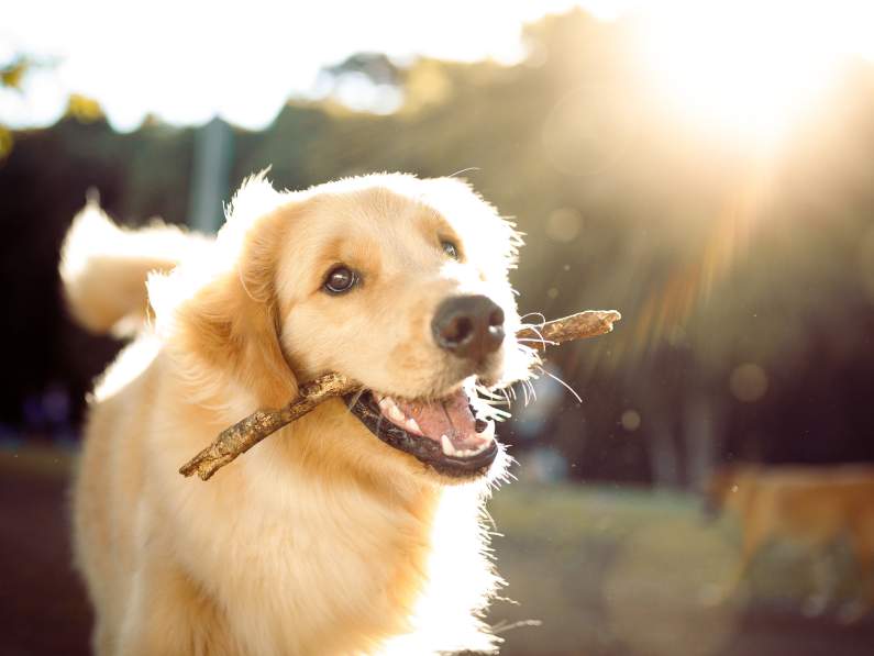 The curator: How to keep your pet cool all summer long