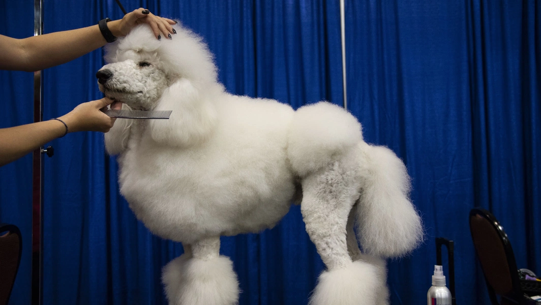 Dog grooming tips for less shedding homes