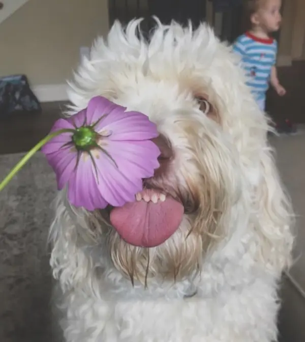 30 adorable pictures of dogs doing random things