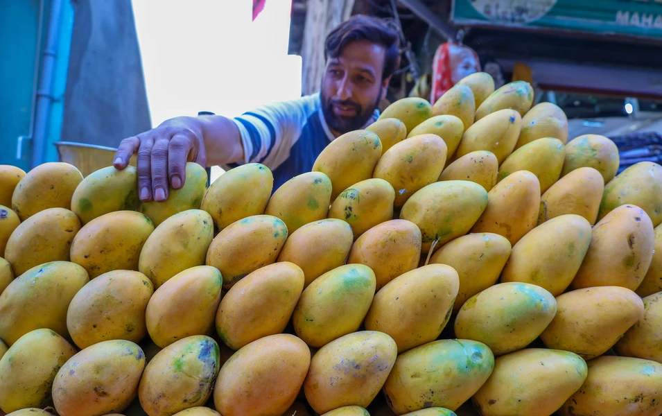 Mango magic from orchard to table