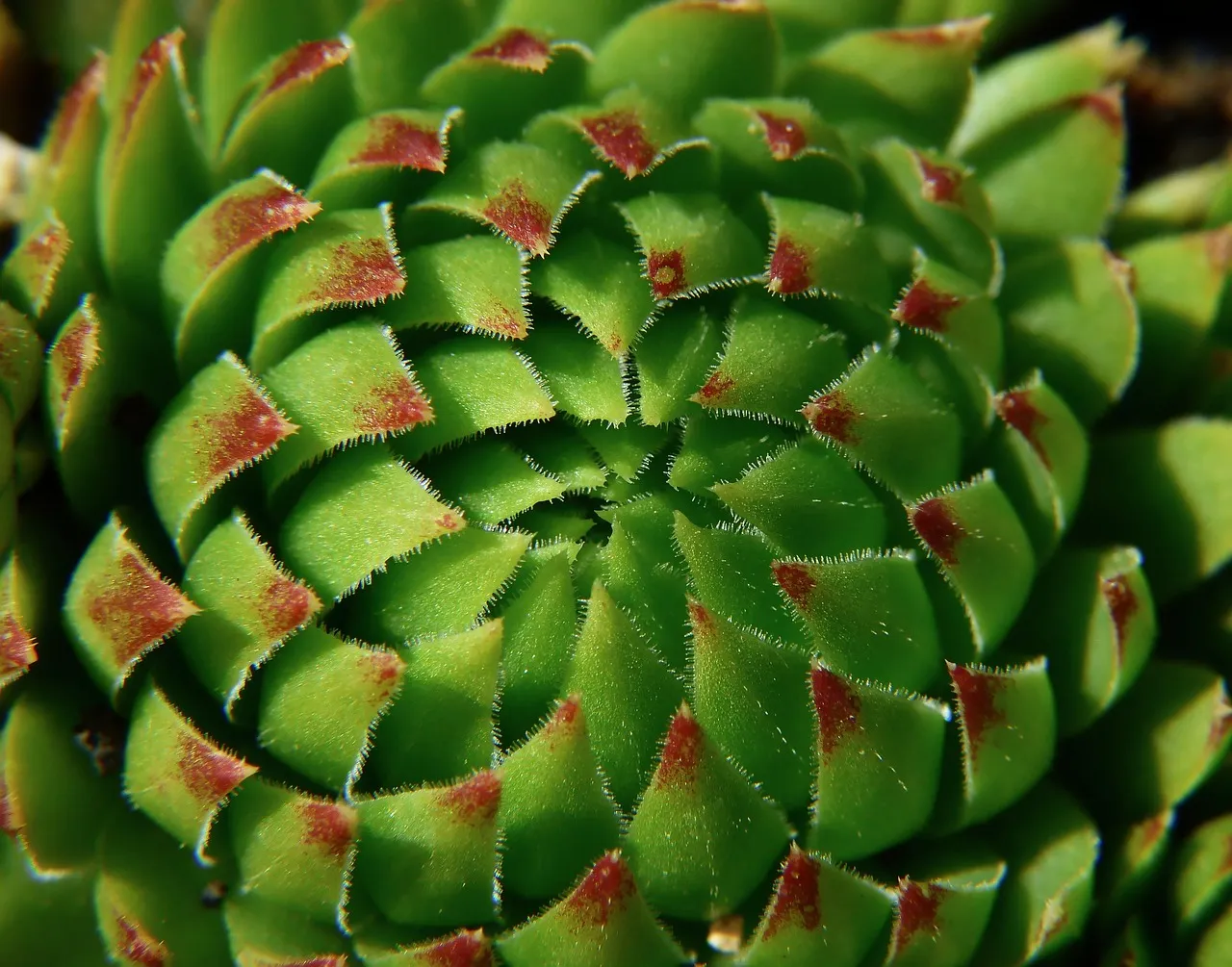 8 drought-tolerant plants that can survive 2026's El Nino heatwaves