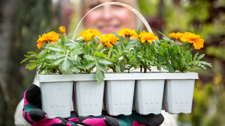 If you want to keep mosquitoes out of your yard, don't grow this plant