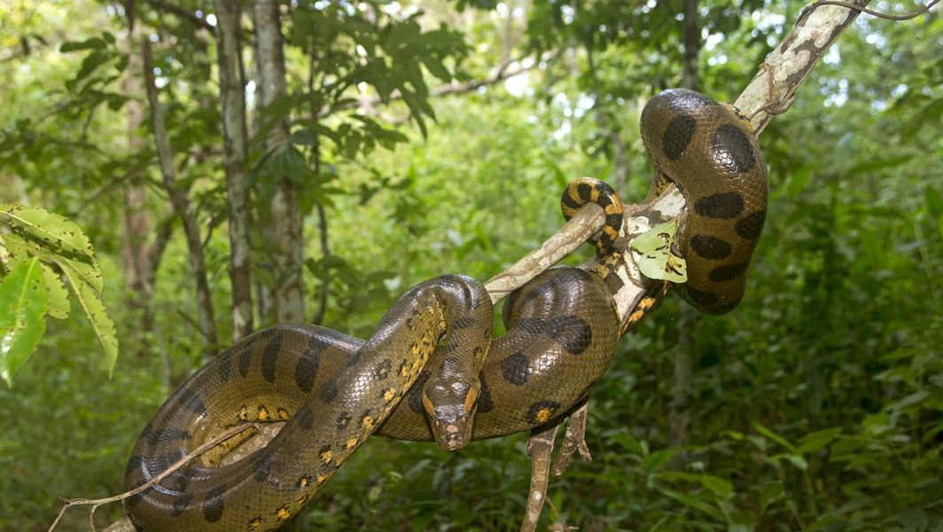 5 record-breaking giant snakes