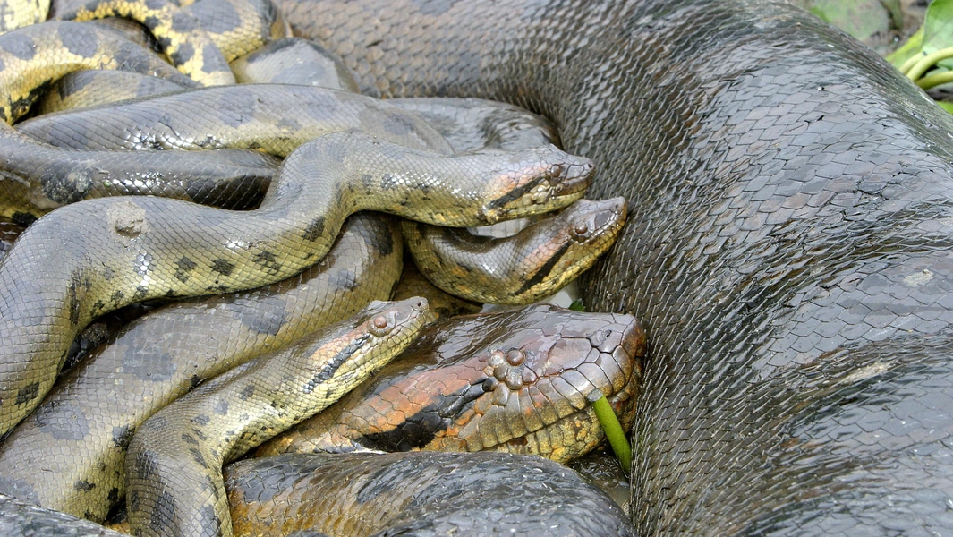 5 record-breaking giant snakes