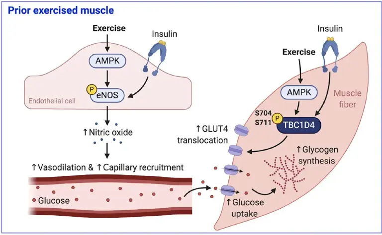 A mini-masterclass in blood sugar control