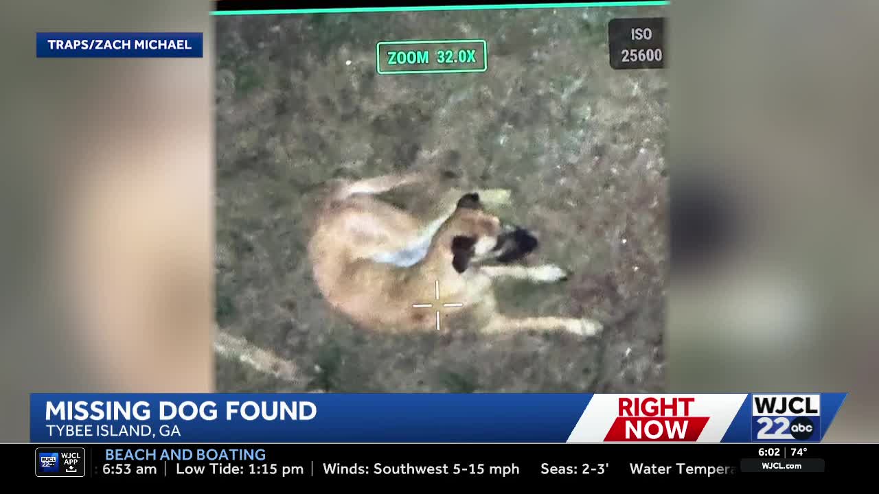 Walker the dog captured after days-long search on Little Tybee Island