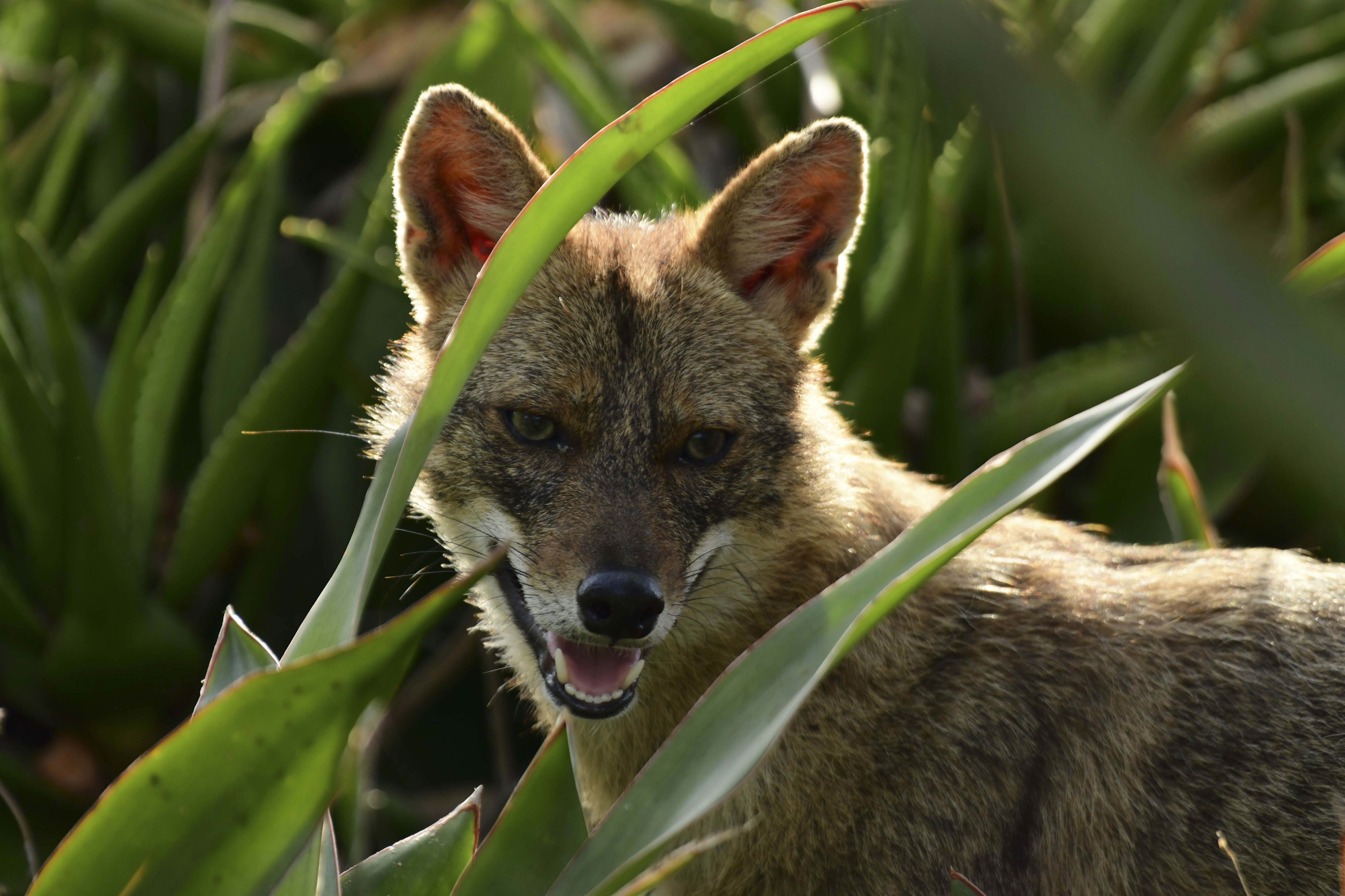 Suspected rabid jackals attack campers, leaving 11 injured including ...