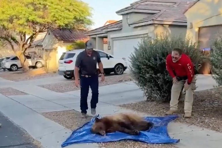 Agente de policía tropieza y cae al intentar atrapar a un oso que fue ...