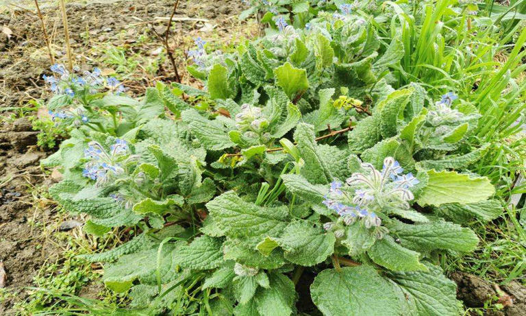 10 piante che aiutano l’orto a resistere al caldo