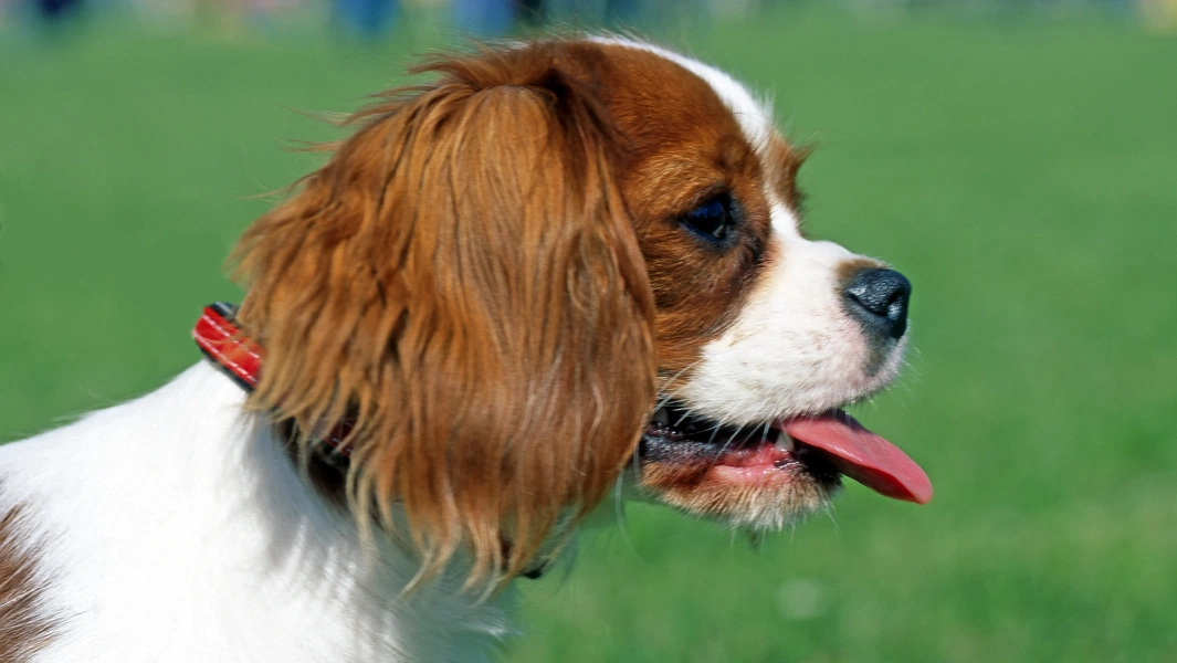 8 gentle and calm dog breeds