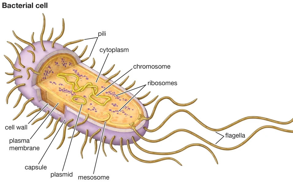 Revised count shows bacteria barely outnumber human cells