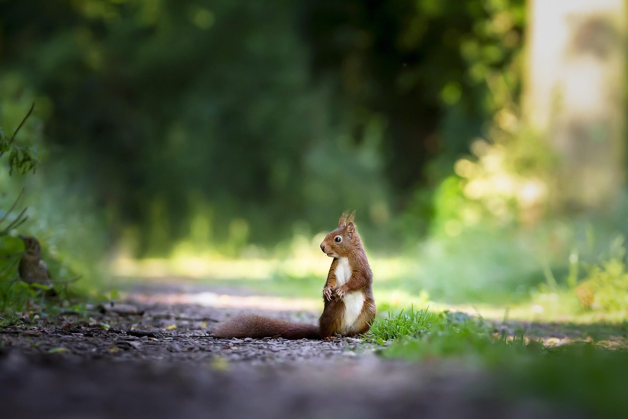 Amazing animals that start with the letter Y