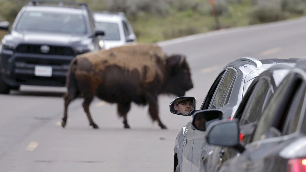 17 dangerous animals tourists risk approaching