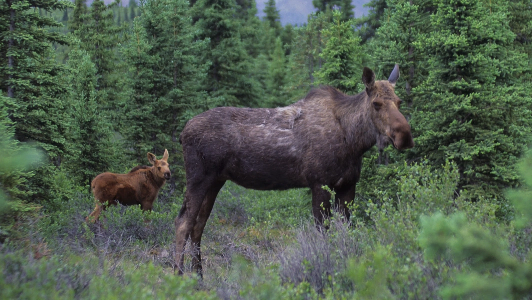 17 dangerous animals tourists risk approaching