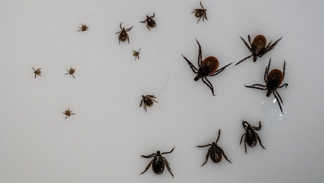 Rising tick populations and expanding disease risks
