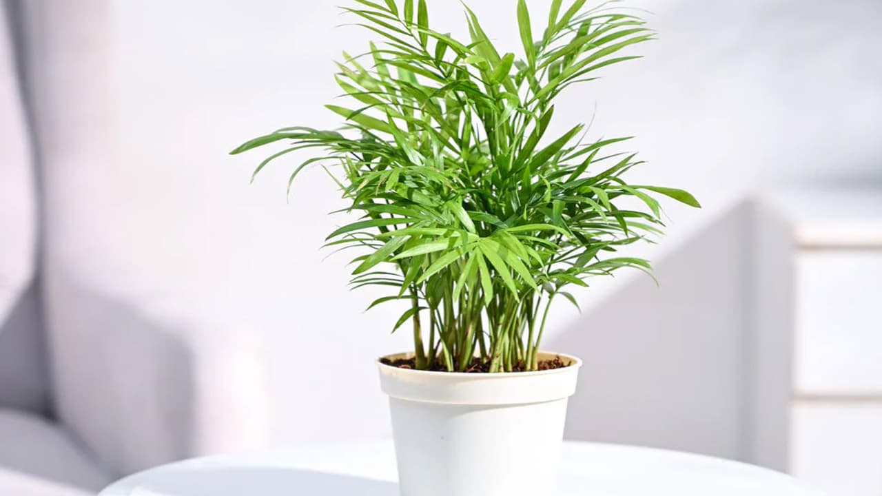 5 indoor plants that thrive in low light, high humidity bathrooms