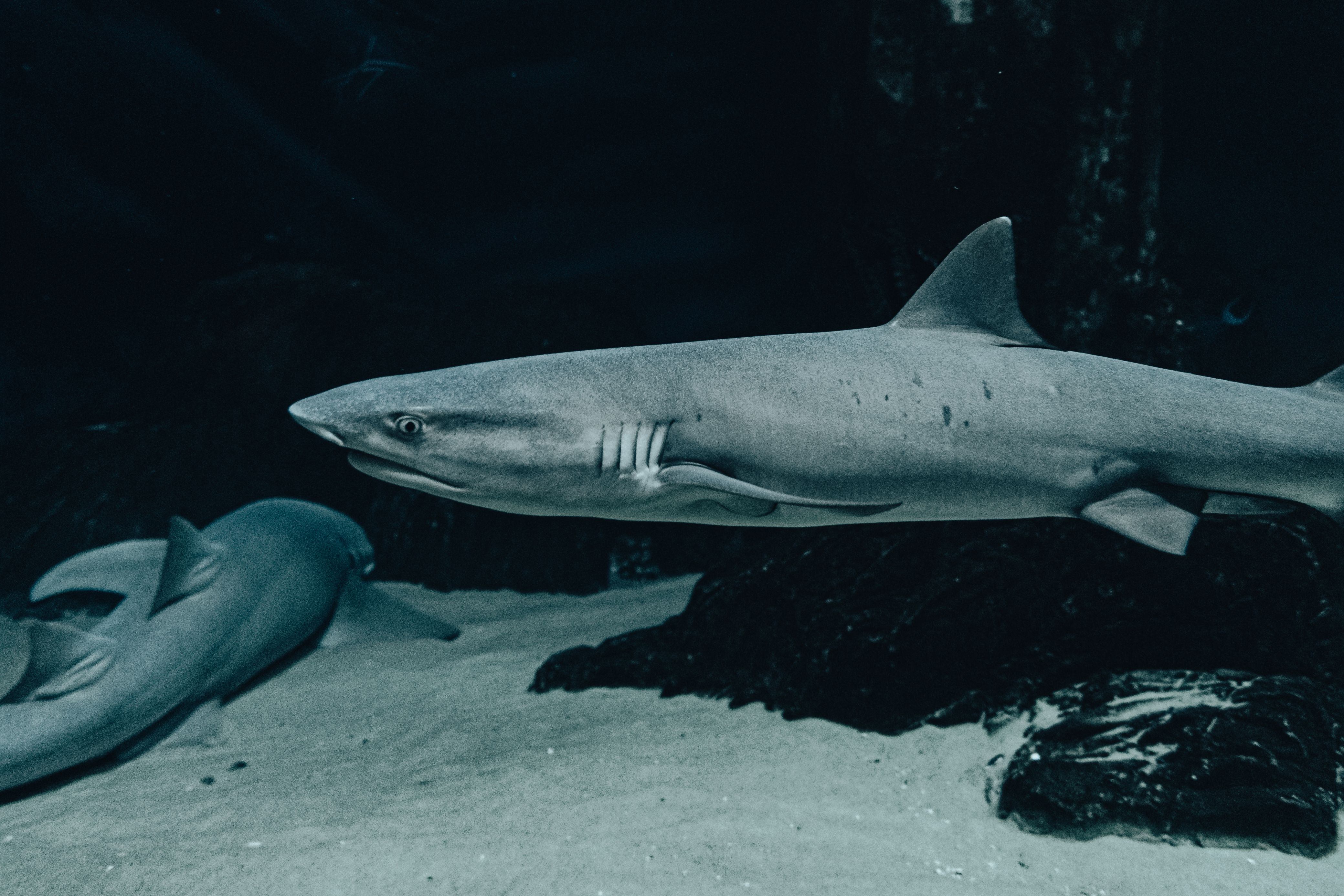 The truth about shark attacks: What’s real and what’s not