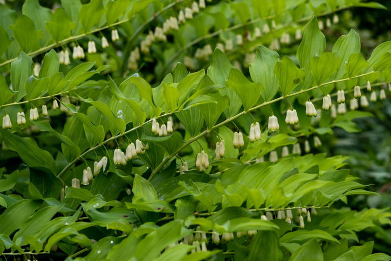 Stop replanting every year—this compact evergreen shrub blooms again ...