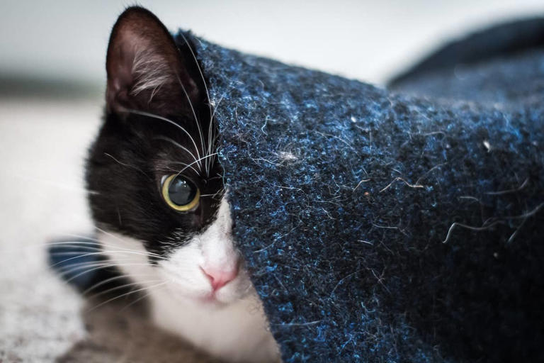 Otis the tuxedo cat seeks a new home after owner enters hospice care