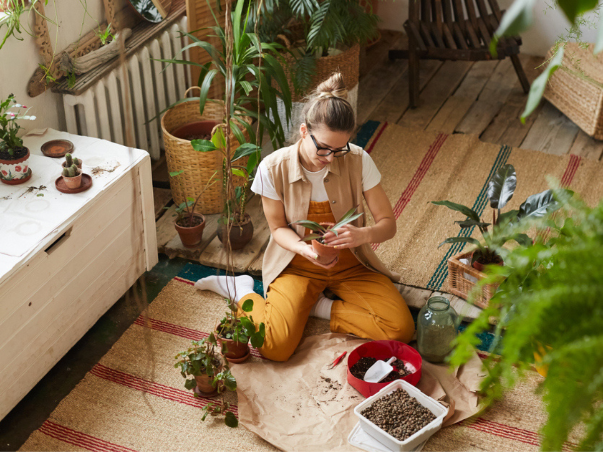 5 essentials to follow this June to maintain the health of your indoor ...