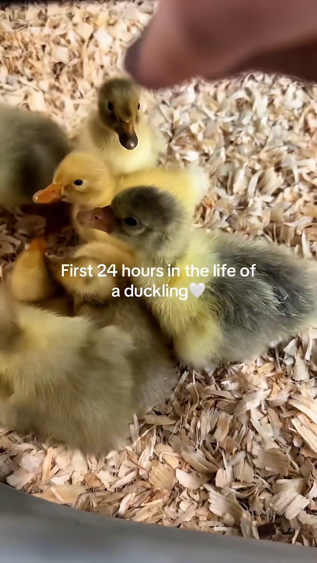Raising ducklings on the homestead this season on our homestead