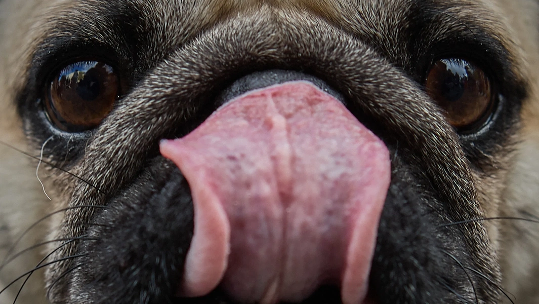 Recognizing subtle signs of canine stress