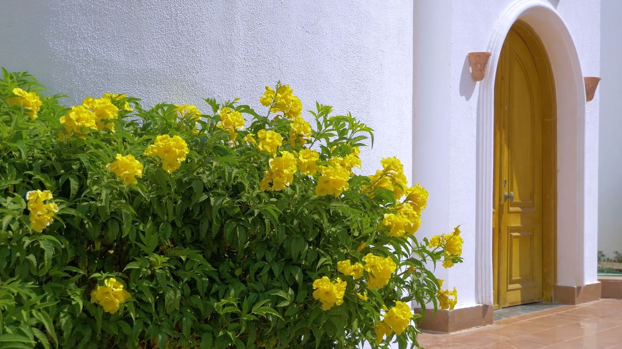 Heat-proof flowering shrubs – 6 that will flourish in drought and heat