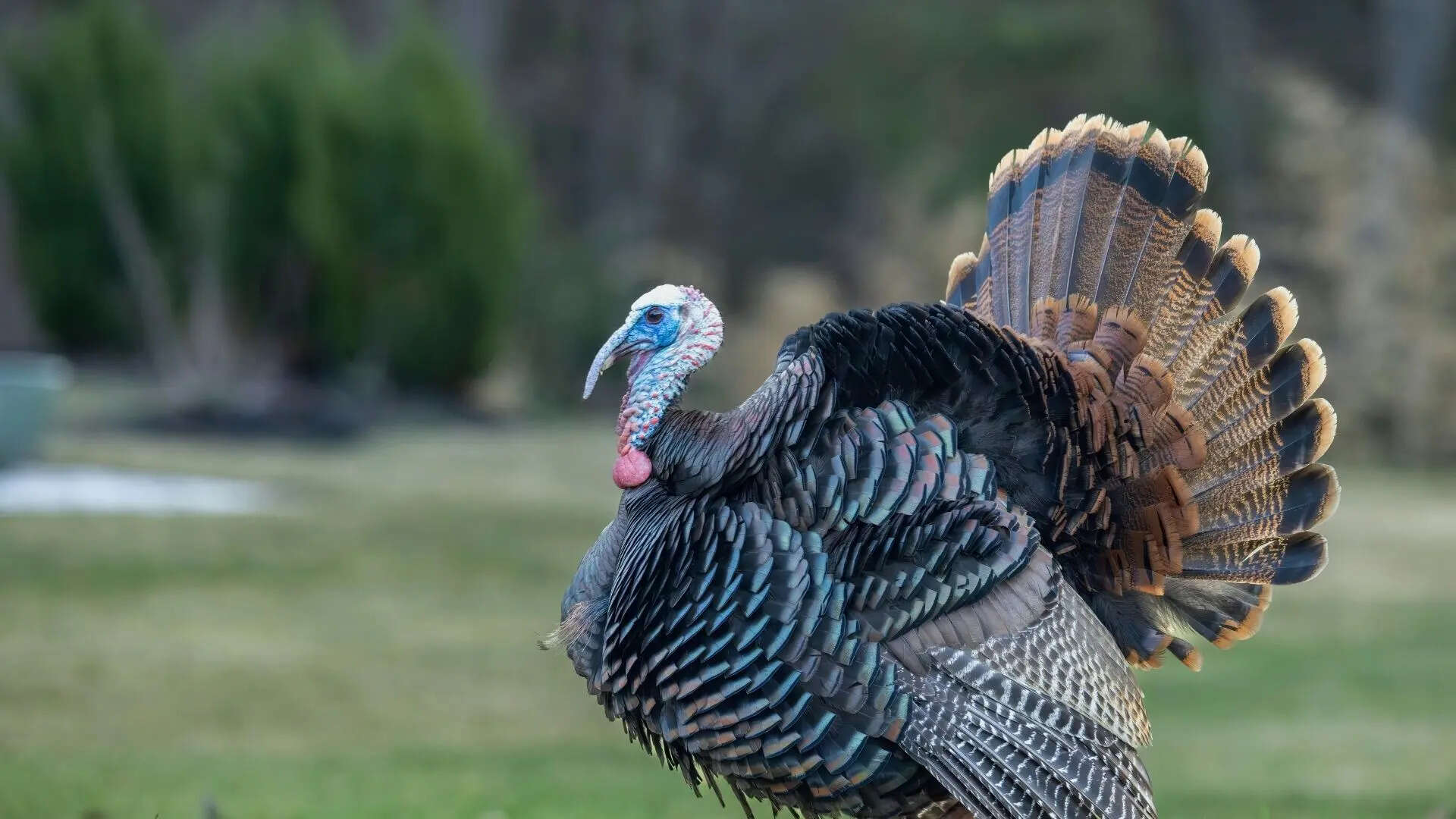 5 animals that are often called the world's dumbest