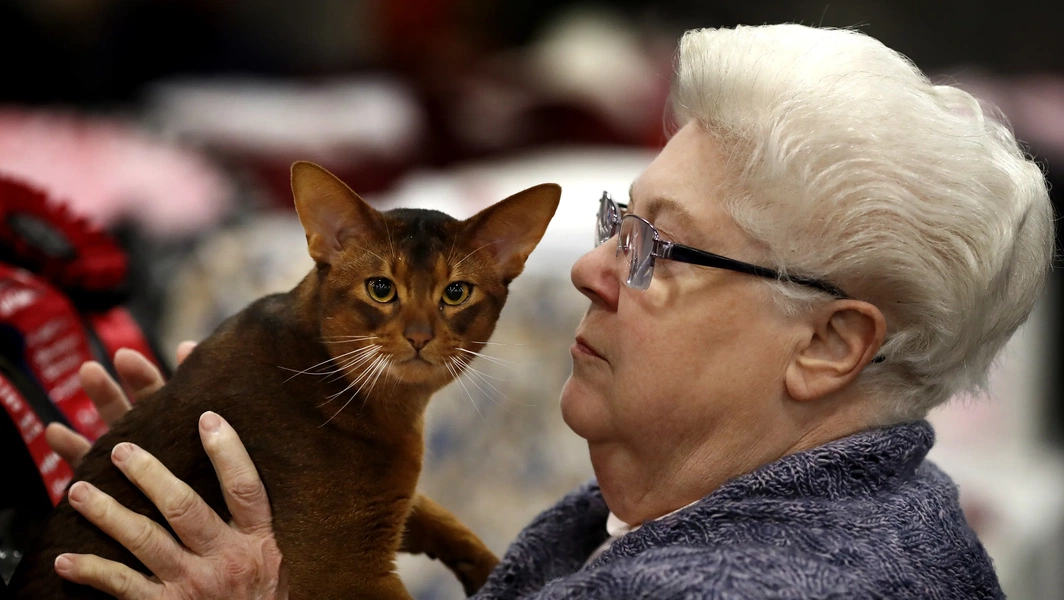 15 cat breeds with dog-like traits
