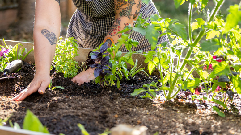 The humble vegetable that's easy to grow, doesn't take up space, and ...