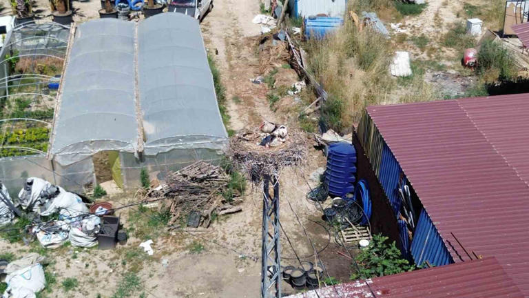 Uzun aradan sonra Kuşadası’na yuvalanan leylek çiftinin yuvası havadan ...