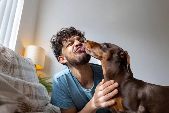 Vet reveals why your dog keeps licking your face, hands and feet
