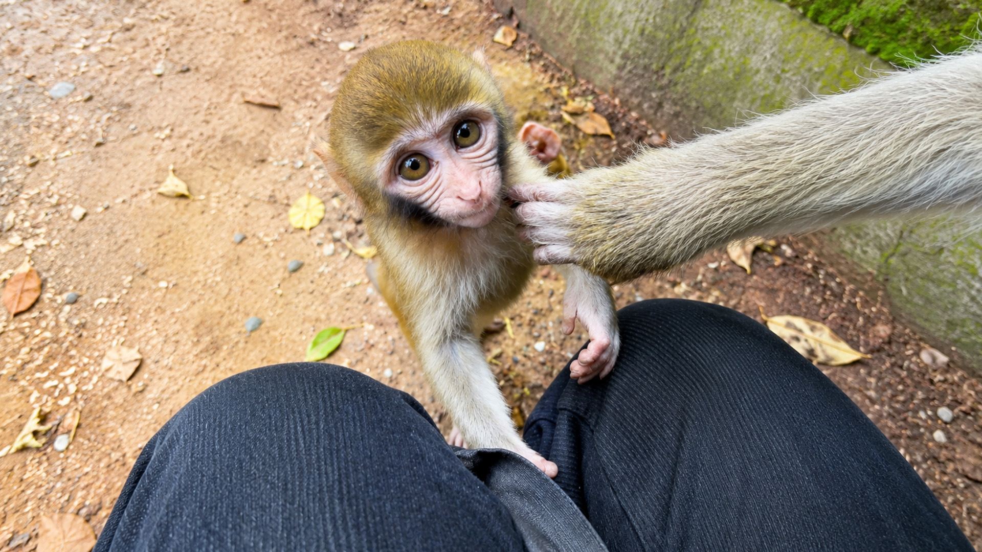 This curious baby monkey wanted to stay nearby