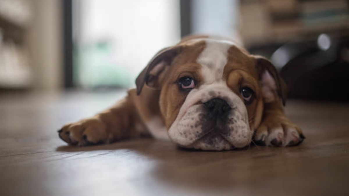 French Bulldogs Continue to Dominate in Popularityand These Reasons ...