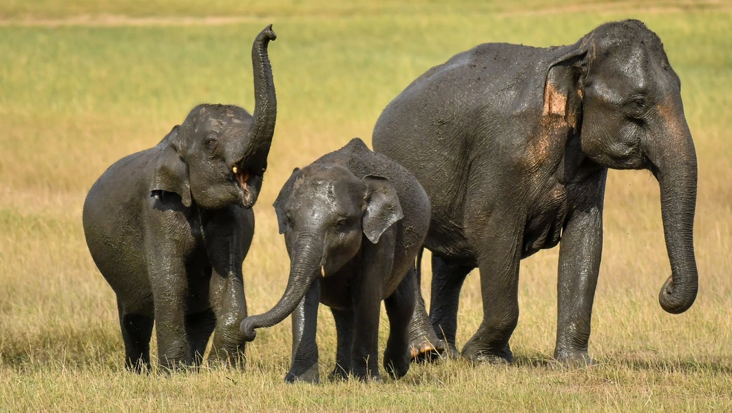 Study links elephant loss to 67% drop in dung beetles