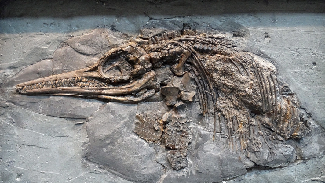 Ancient seas' apex predators and fossil finds