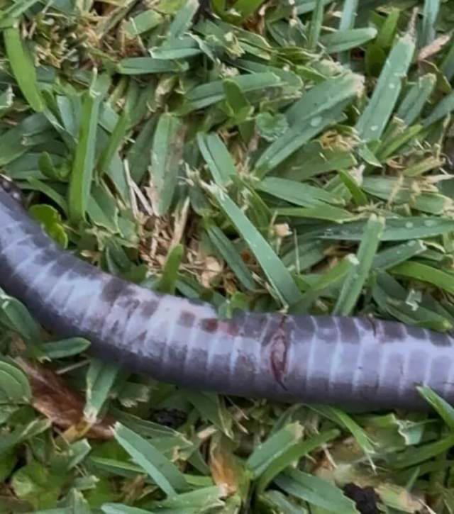 Venomous coral snake was eating what looked like another snake, but the ...