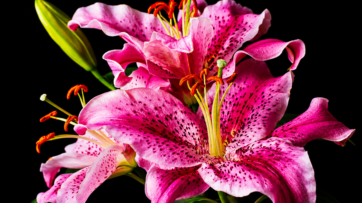 La flor que roba todas las miradas