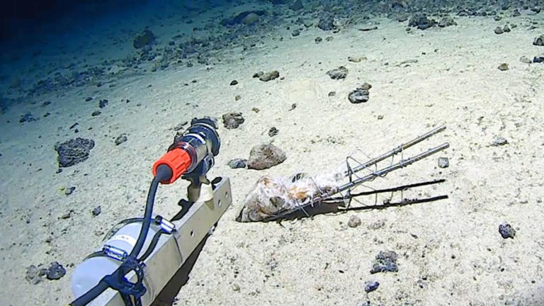 'Alien sharks' filmed for the first time ever by researchers in their ...