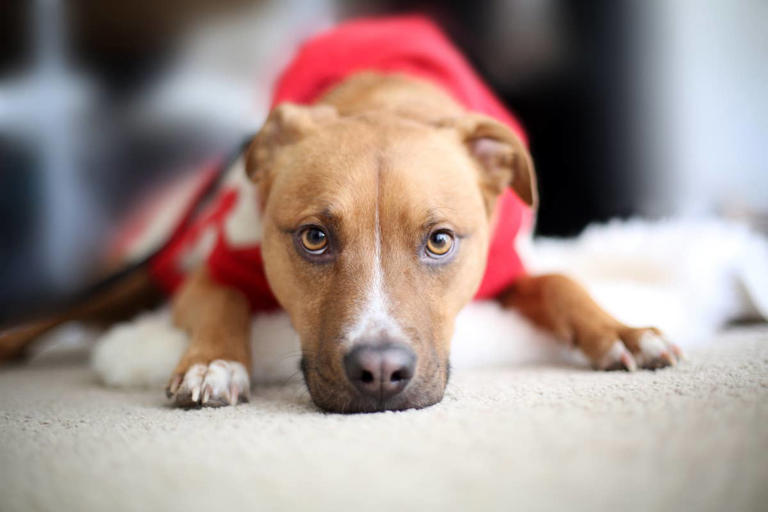 Watch Olive the shelter dog transform from scared to cuddly thanks to a ...