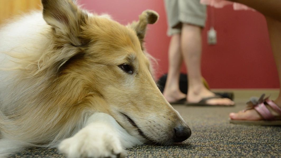 Recognizing subtle signs of canine stress