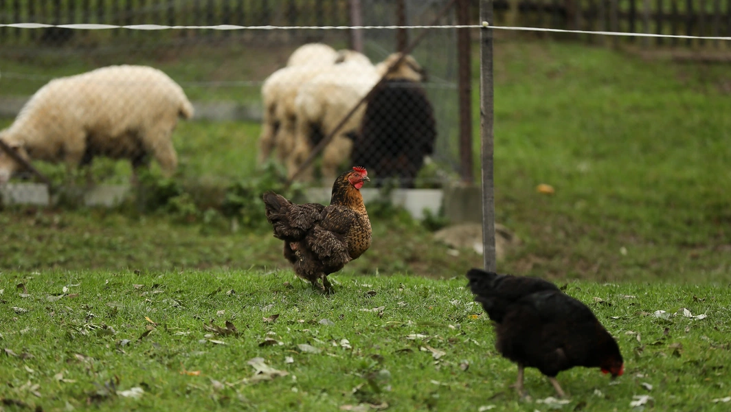 18 essential facts about keeping backyard chickens