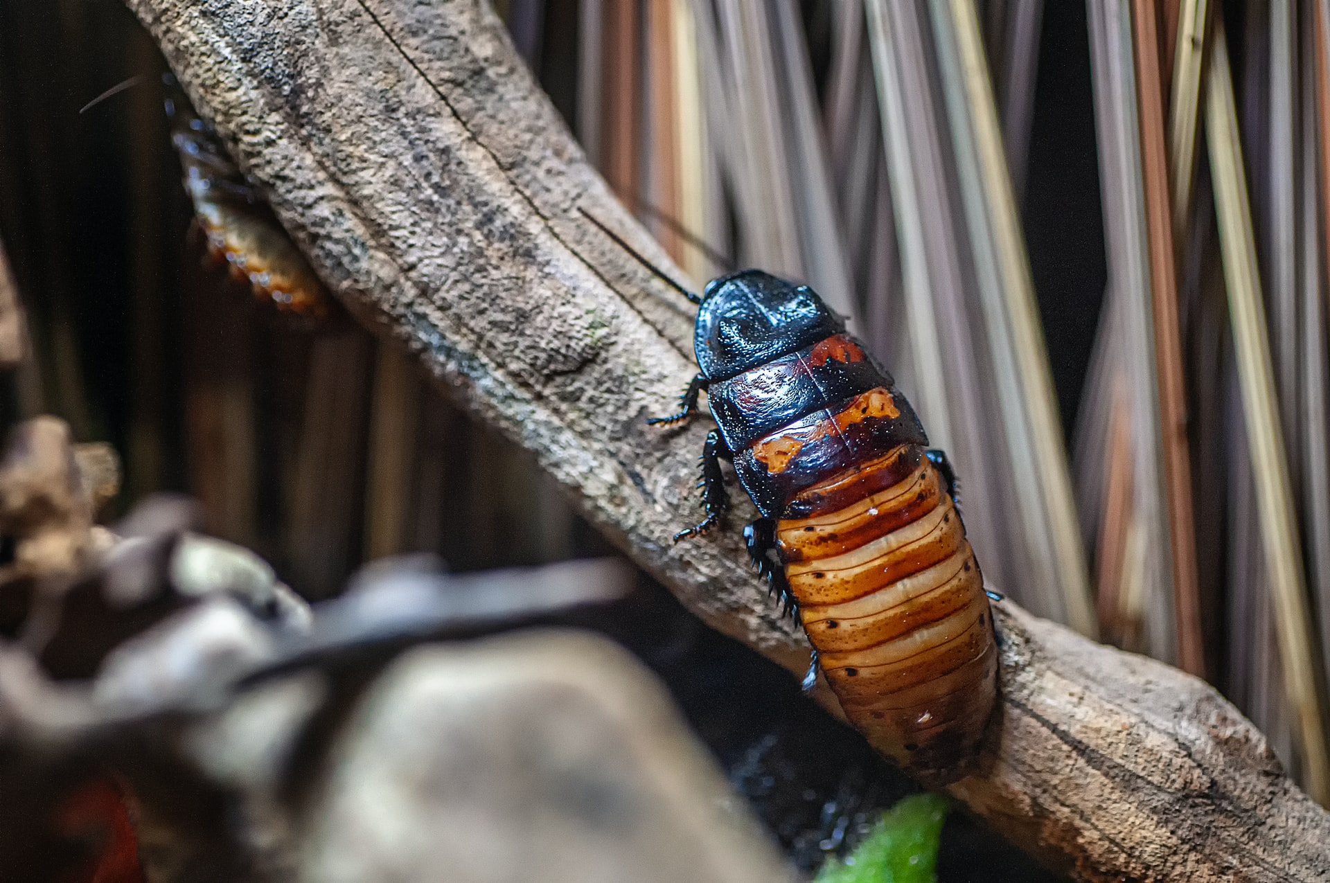 El peligro que supone pisar una cucaracha