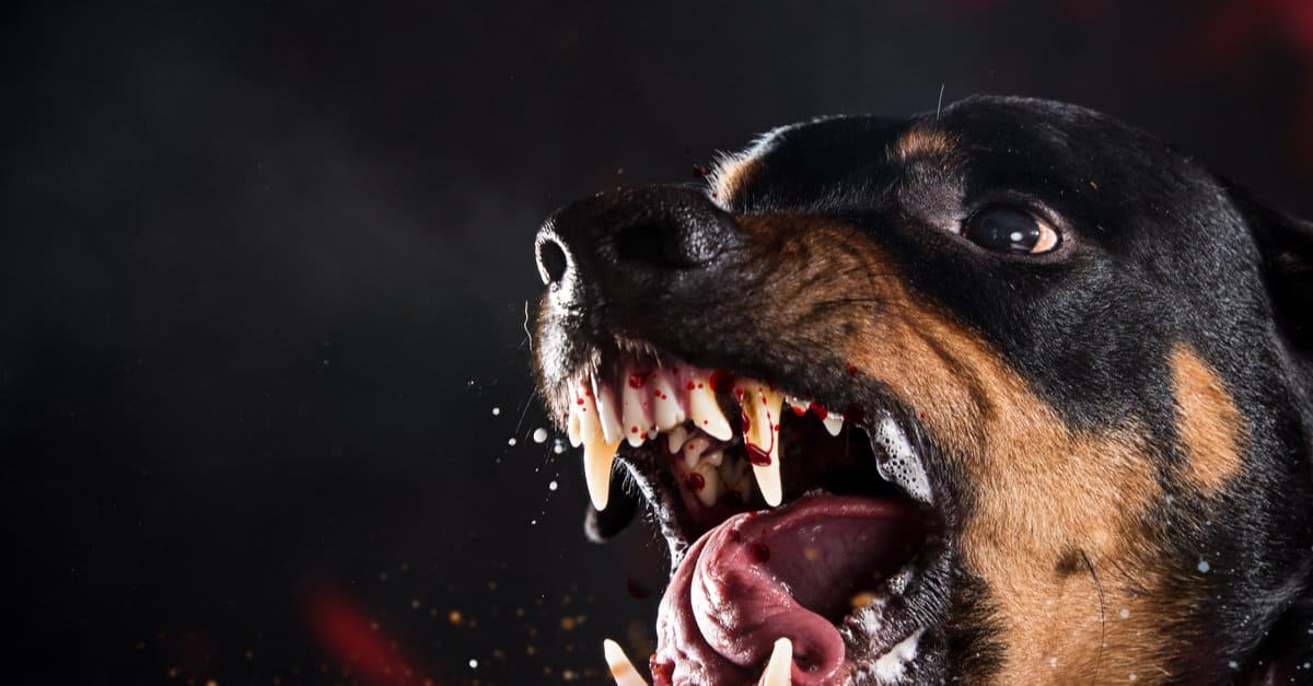 Which dog breed is the most dangerous?