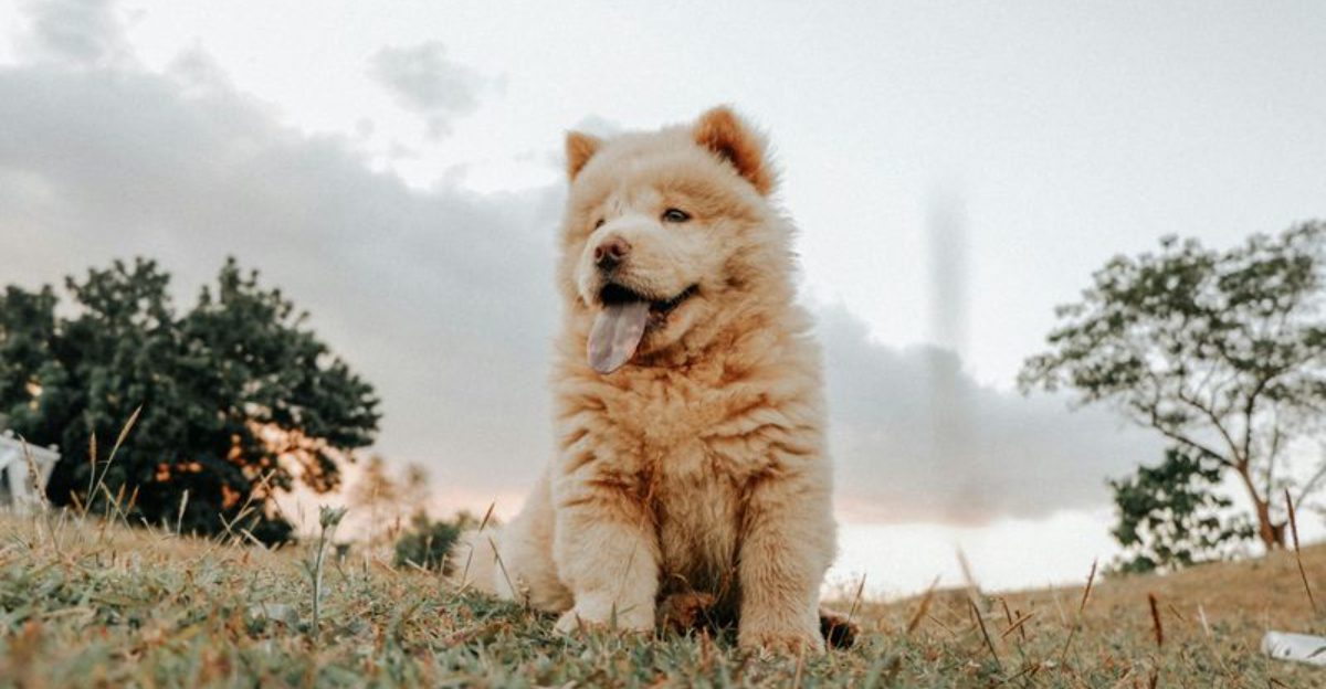13 difficult dog breeds that test patience, consistency, and experience ...
