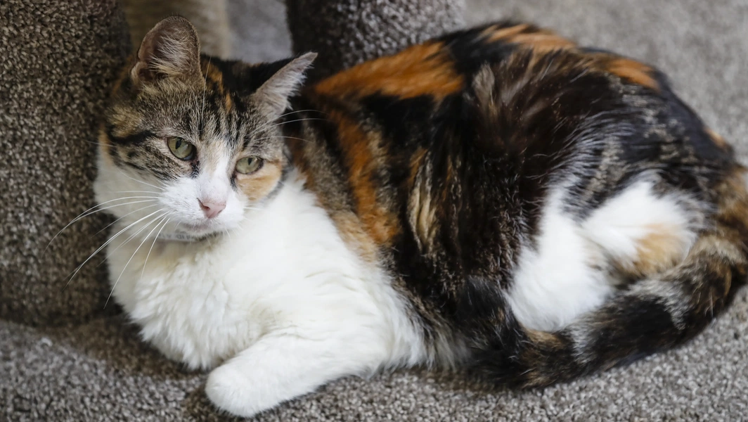 Genetics and rarity of calico cats